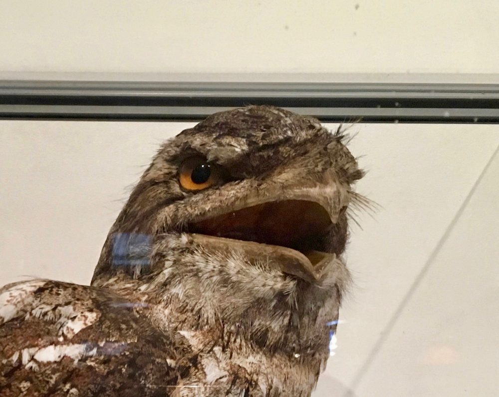 Beasts of Brisbane, Australia – Happiness Between Tails by da-AL