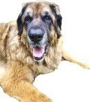 Big Dog Fun by Thomas Wikman + My Library Prizes + Podcast – Happiness ...