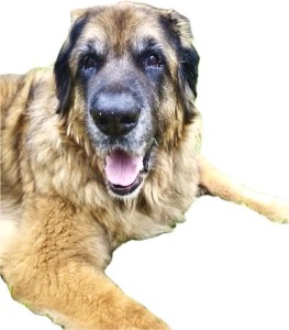 Big Dog Fun by Thomas Wikman + My Library Prizes + Podcast – Happiness ...