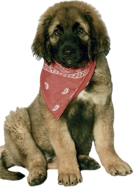 Big Dog Fun by Thomas Wikman + My Library Prizes + Podcast – Happiness ...