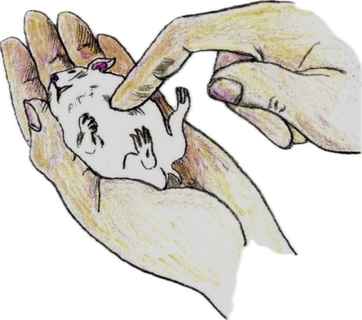 Big Dog Fun by Thomas Wikman + My Library Prizes + Podcast – Happiness ...